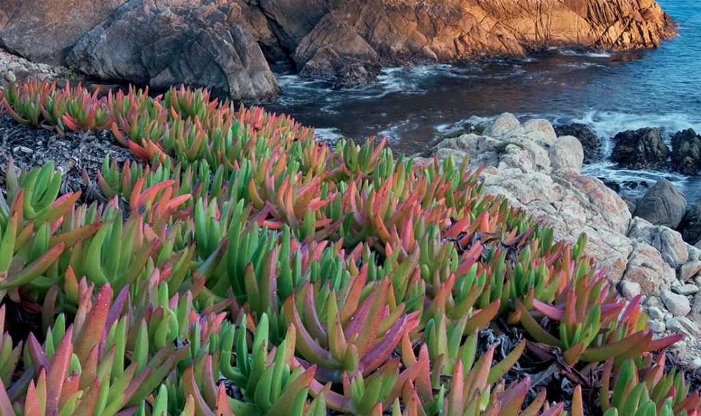 Yves Rocher Plant Genius: Edulis a Plant Containing Powerful ...