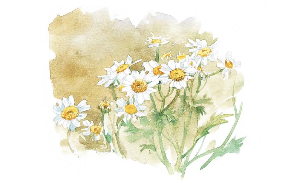 L’histoire de Monsieur Yves Rocher - Yves Rocher